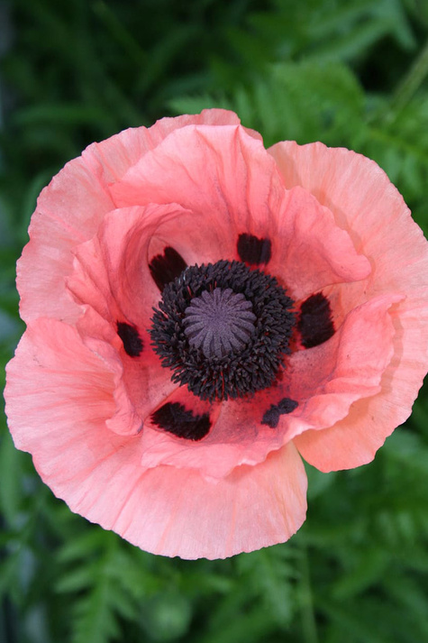 Mak wschodni - Papaver orientale - MRS. PERRY - duży wybór