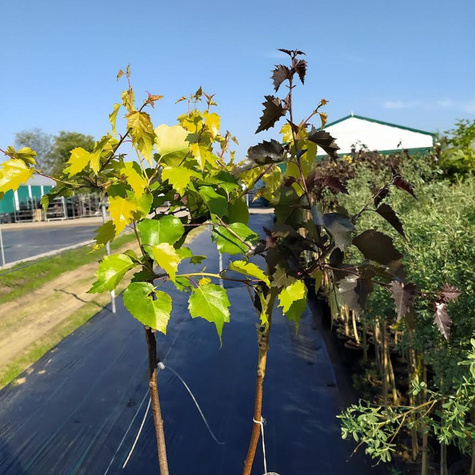 Brzoza brodawkowata Duo Purpurea i Golden Cloud (C2) | Sadowniczy.pl