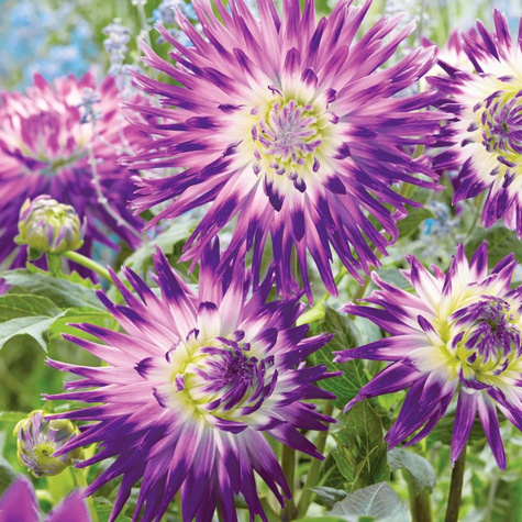 DALIA - dahlia - Kaktusowa Mingus Randy - duży wybór