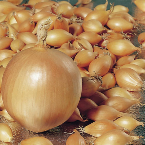 Cebula żółta Denisty 5 Bio 2g| Sadowniczy.pl