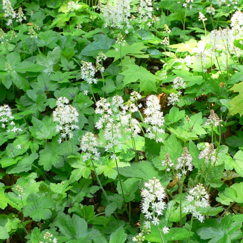 Tiarella sercolistna (C2)| Sadowniczy.pl