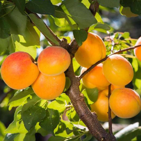 Morela Brabora Plant Pack| Sadowniczy.pl