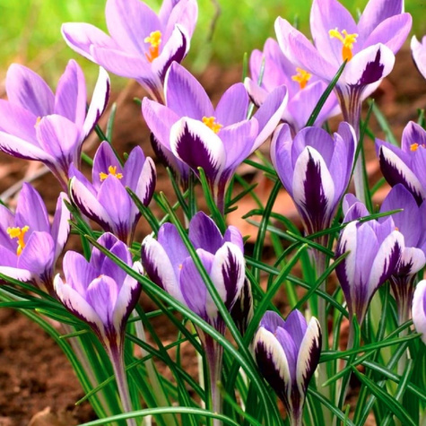 Krokus Spring Beauty| Sadowniczy.pl