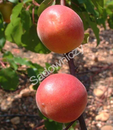 Morele to pyszne owoce, które możemy sami wyhodować. Uprawiaj morele we ...