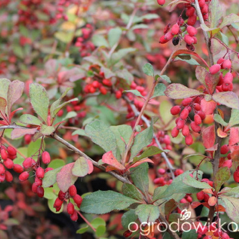 Berberys koreański Red Tears| Sadowniczy.pl