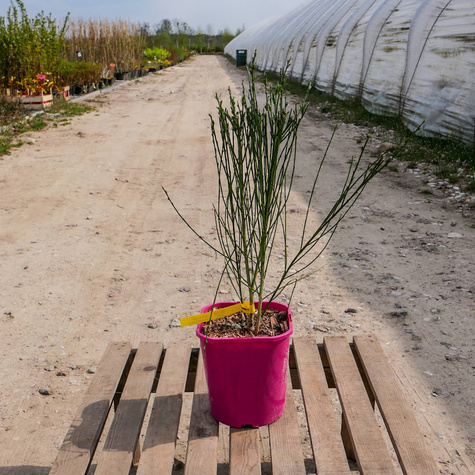 Szczodrzeńce żarnowce | Sadowniczy.pl