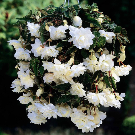 BEGONIA Bulwiasta Pendula cascade biała - olbrzymi wybór