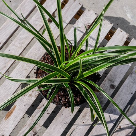 Turzyca japońska Morrowa Ice Dance (C2)| Sadowniczy.pl