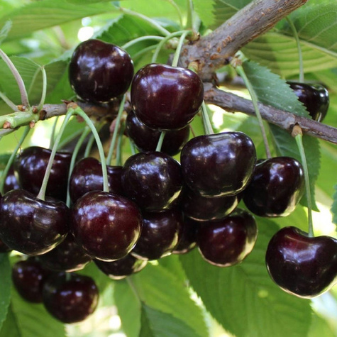 Czereśnia Oktawia Octavia Plant Pack | Sadowniczy.pl