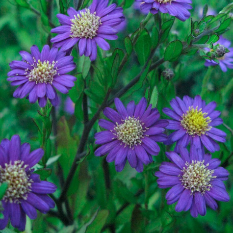 Aster żeniszkowaty Ezo Murazaki fioletowy (C2)| Sadowniczy.pl