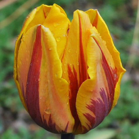 Tulipan Triumph Princess Margiet| Sadowniczy.pl