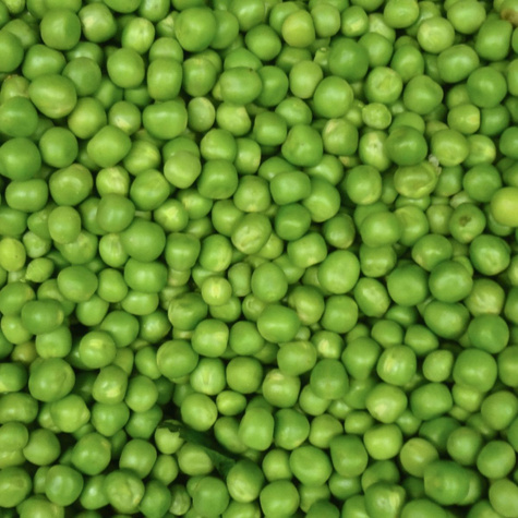 Groch konserwowy POLAR NOCHOWSKI 40g| Sadowniczy.pl