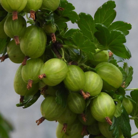 Duo agrest biały i porzeczka biała na pniu Plant Pack| Sadowniczy.pl