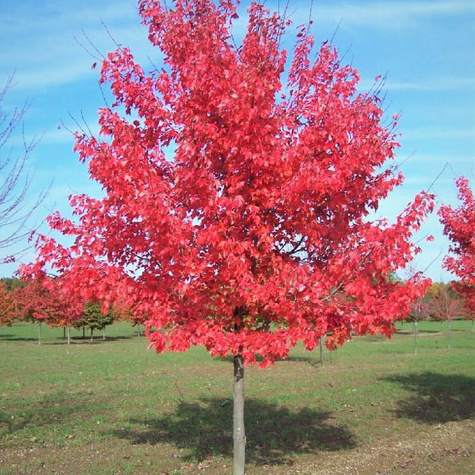 Klon czerwony Red Sunset Np| Sadowniczy.pl