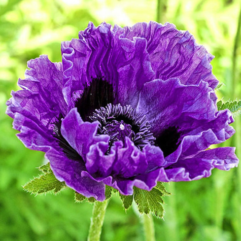Mak wschodni - Papaver orientale - MRS. PERRY - duży wybór