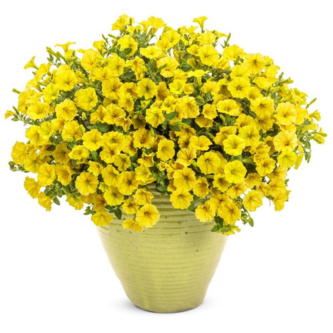 Surfinia Supertunia Mini Vista Yellow samoczyszcząca| Sadowniczy.pl