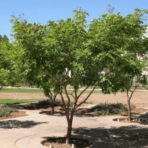 Makia amurska Maackia amurensis| Sadowniczy.pl