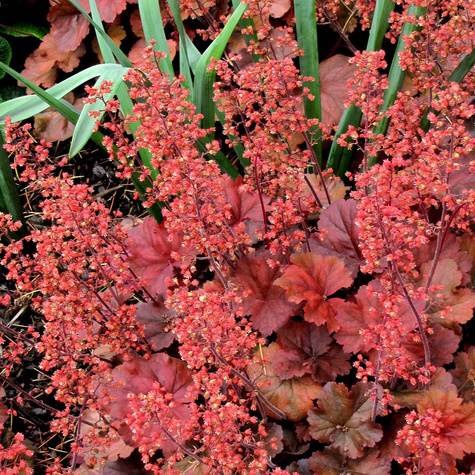 Żurawka ogrodowa Cherry Cola (C2)| Sadowniczy.pl