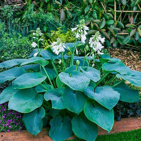 Hosta Bressingham Blue