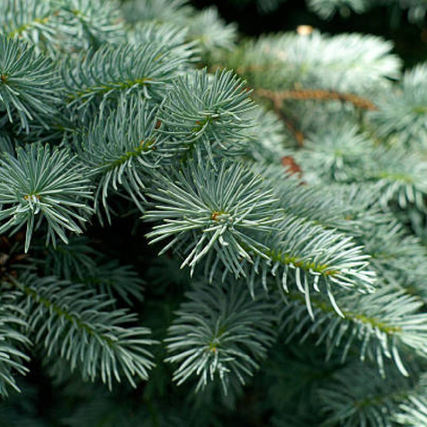 Świerk kłujący Apache| Sadowniczy.pl