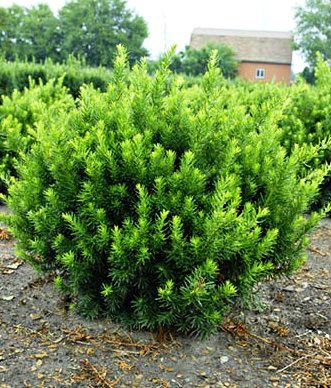 Cis pośredni Nidiformis| Sadowniczy.pl