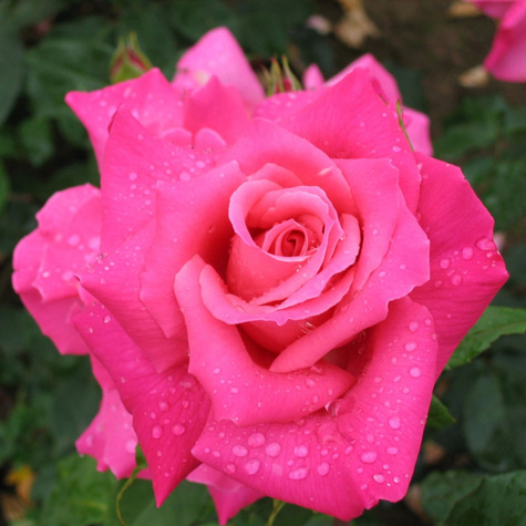 Róża wielkokwiatowa Różowa Cryterion w balocie| Sadowniczy.pl