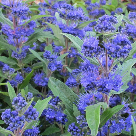 Barbula klandońska Heavenly Blue (C2)| Sadowniczy.pl