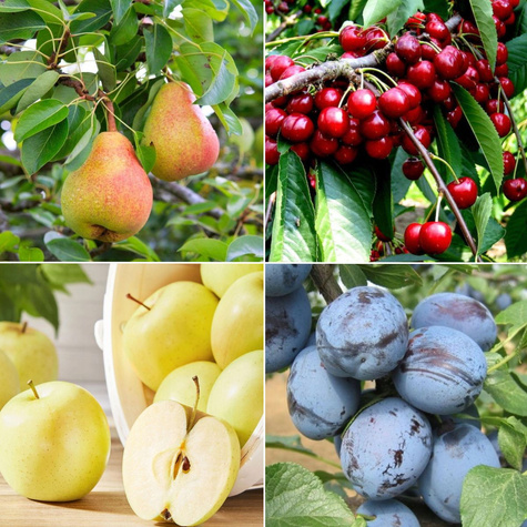 Grusza Klapsa (Faworytka) duży wybór