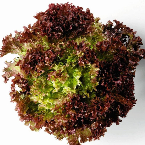 Sałata liściowa Lollo Rossa całoroczna 0,5g| Sadowniczy.pl