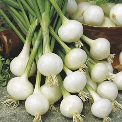 Cebula biała Elody późna 3g| Sadowniczy.pl