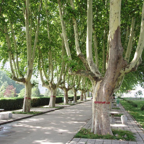 Platan klonolistny | Sadowniczy.pl