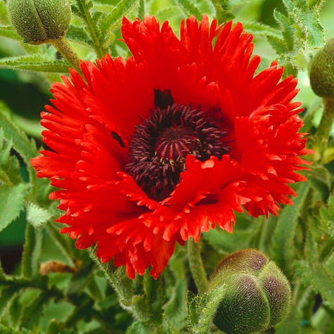 Mak wschodni - Papaver orientale - MRS. PERRY - duży wybór