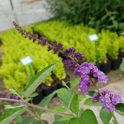 Budleja Dawida Flutterby 'Lavender' (C2)| Sadowniczy.pl