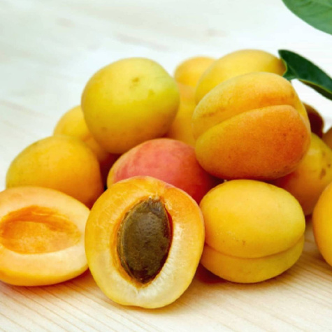 Morela - Wczesna z Morden - duży wybór