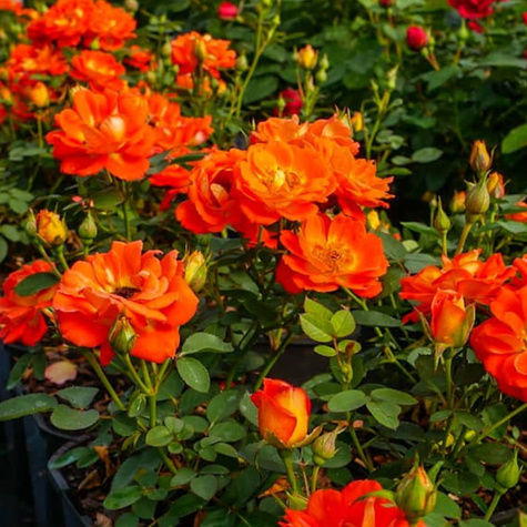 Róża Town&Country Basic (C2) okrywowa| Sadowniczy.pl