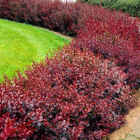 Berberys thunberga Atropurpurea Nana (C1.7)| Sadowniczy.pl