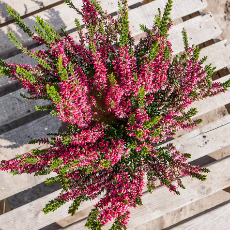 Wrzos pospolity czerwony kwiat zielone liście sadzonki| Sadowniczy.pl