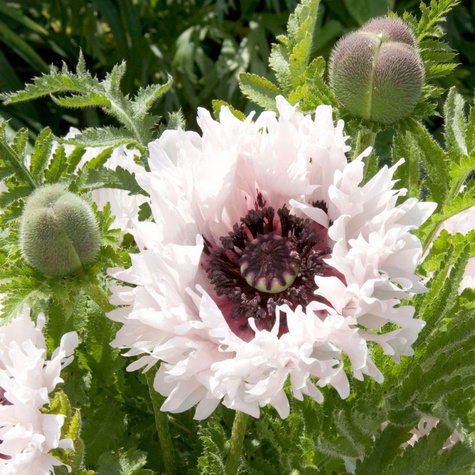 Mak wschodni - Papaver orientale - MRS. PERRY - duży wybór