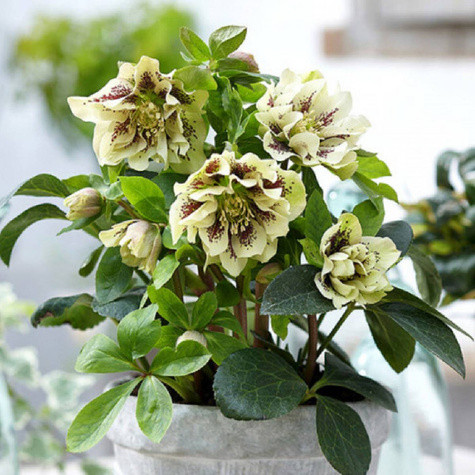 Ciemiernik wschodni Double Ellen Yellow Spotted (C2)| Sadowniczy.pl