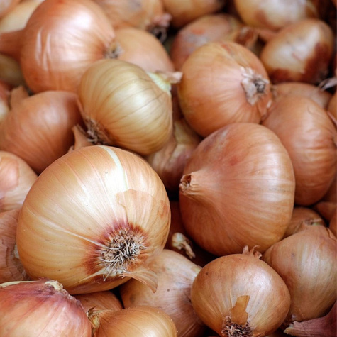 Cebula żółta Wolska średniopóźna 5g| Sadowniczy.pl