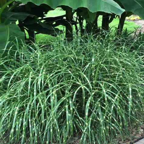 Miskant chiński 'Little Zebra'| Sadowniczy.pl