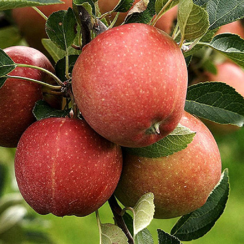 Jabłoń Rubinstar w doniczce C2| Sadowniczy.pl