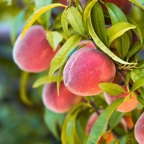 Brzoskwinie - sadzonki brzoskwini | Sadowniczy.pl