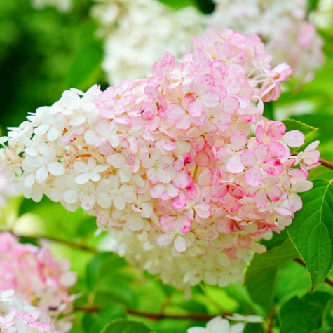 Hortensja bukietowa Strawberry Blossom (C2)| Sadowniczy.pl