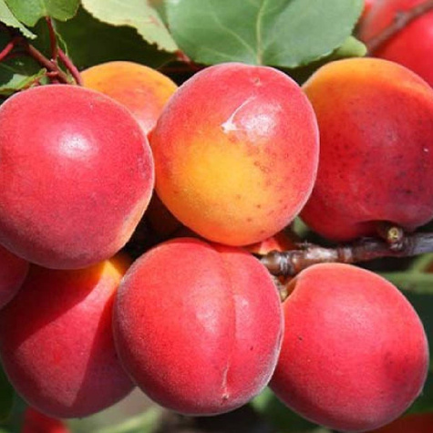 Morela Big Red Plant Pack| Sadowniczy.pl