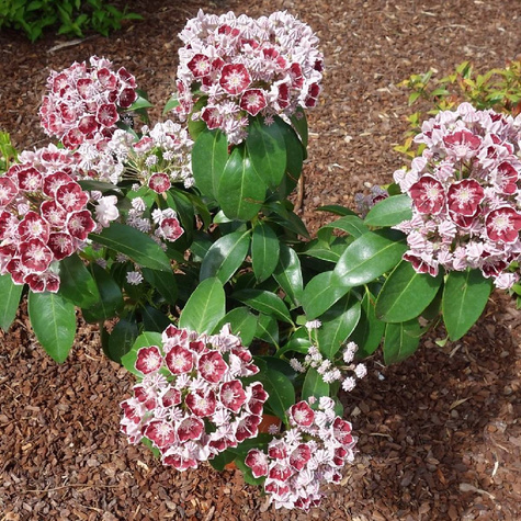 Kalmia szerokolistna Tad| Sadowniczy.pl