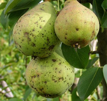 Choroby i szkodniki gruszy | Sadowniczy.pl
