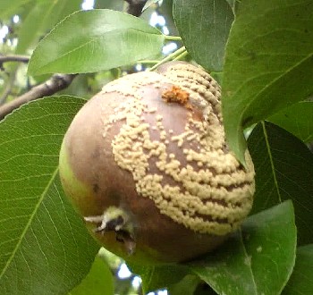 Choroby i szkodniki gruszy | Sadowniczy.pl