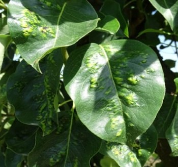 Choroby i szkodniki gruszy | Sadowniczy.pl