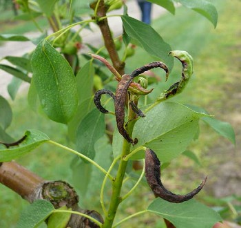 Choroby i szkodniki gruszy | Sadowniczy.pl